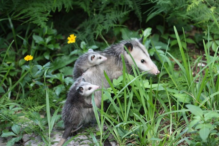 Opossum - Habitat, Classification, Types, And More