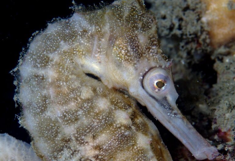 Swimming With The Seahorse: Discover Their Mystical Charisma - WAF