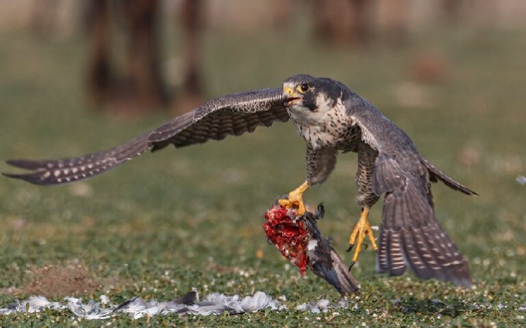 All About Falcon - How Is It Different From A Hawk?