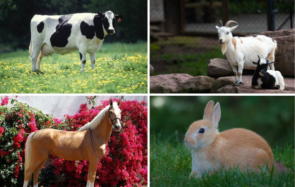 Get Ready To Explore The Wonder Of Farm Animals