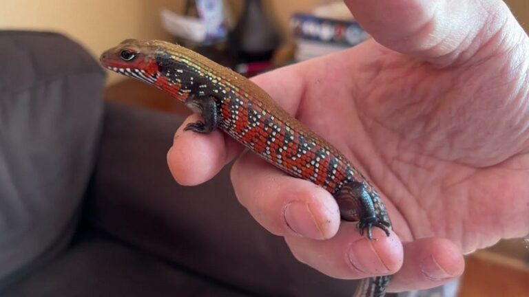 Are Skinks Poisonous? Decoding The Debate On Skink Poisoning