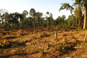 Devastating Deforestation Statistics: Impact Of Forest Loss