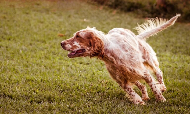 English Setter Dog Breed Interesting Facts & Information