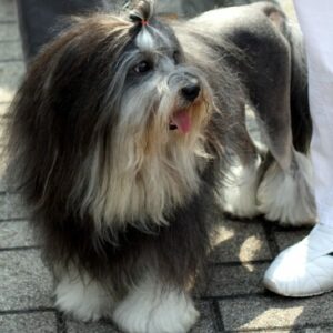 Lowchen - All About The Adorable Little Lion Dog
