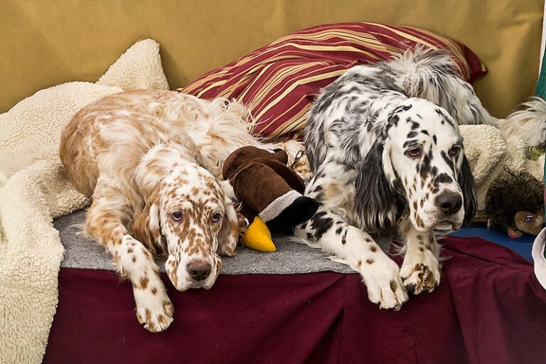 English Setter Dog Breed Interesting Facts & Information