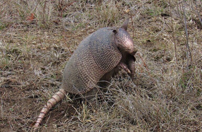 Armadillo Animal Information - Mammal With A Shell!