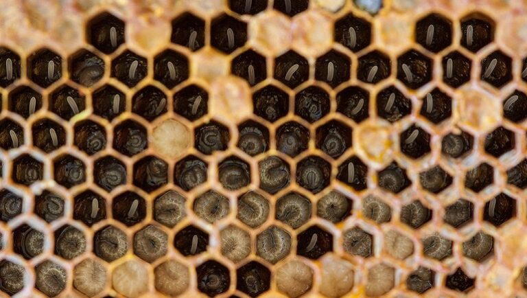 Interesting Facts About Bees That You Probably Didn’t Know