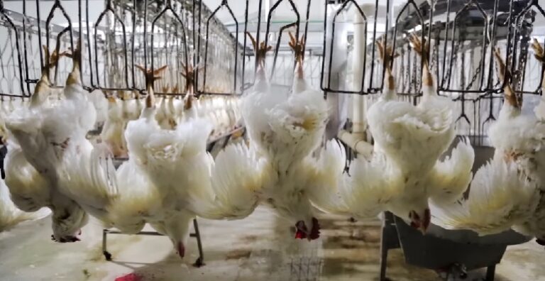 What Is Chicken Factory Farm? Sad Horrific Details Revealed