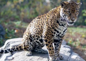 Jaguar Animal - Habitat, Diet, Habits & More Amazing Facts