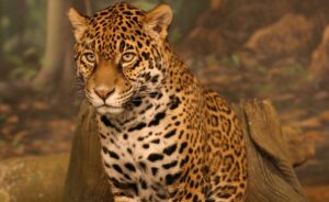 Jaguar Animal - Habitat, Diet, Habits & More Amazing Facts