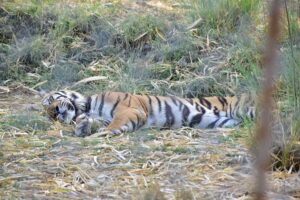 Poaching Statistics – Illegal Hunting & Trade In Numbers!