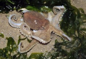 Discover The Incredible Abilities And Adaptations Of Octopus