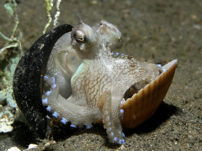 Discover The Incredible Abilities And Adaptations Of Octopus