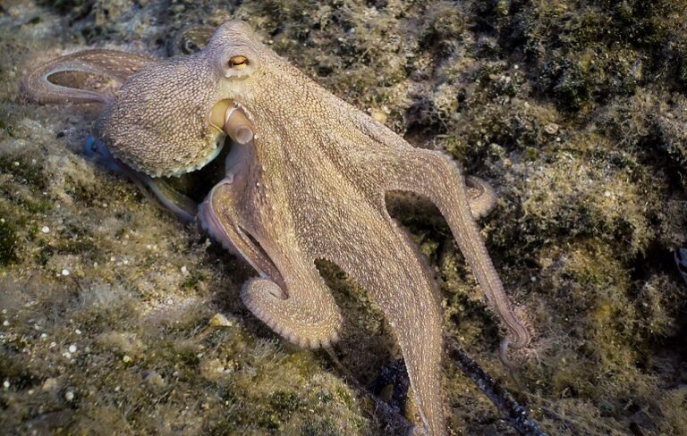 Discover The Incredible Abilities And Adaptations Of Octopus