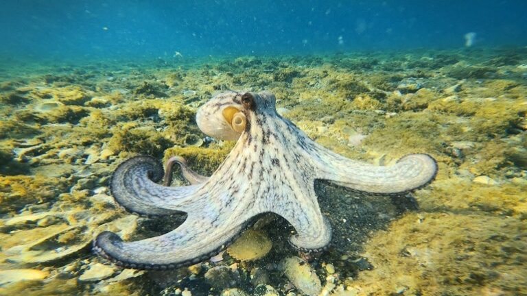 Discover The Incredible Abilities And Adaptations Of Octopus