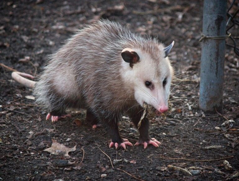 Opossum - Habitat, Classification, Types, And More