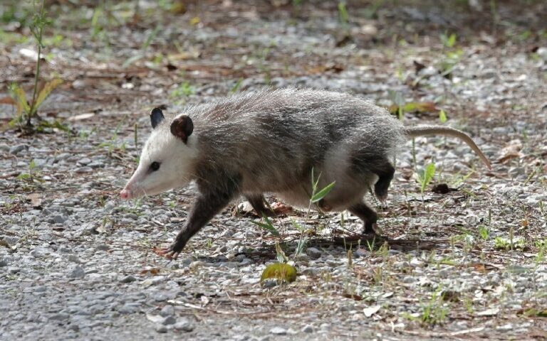 Opossum - Habitat, Classification, Types, And More