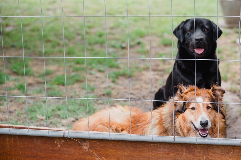 Pet Industry Statistics Facts Size Growth Trend In 2024 Pet Industry Statistics Facts Size Growth Trend In 2024