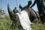 Poaching Statistics – Illegal Hunting & Trade In Numbers!