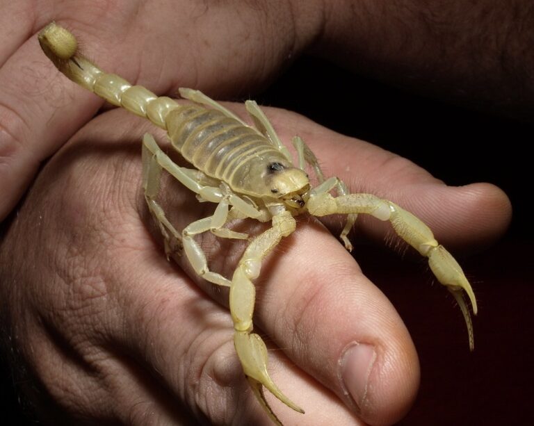 The Scorpion - An Overview Of The Feared Venomous Species