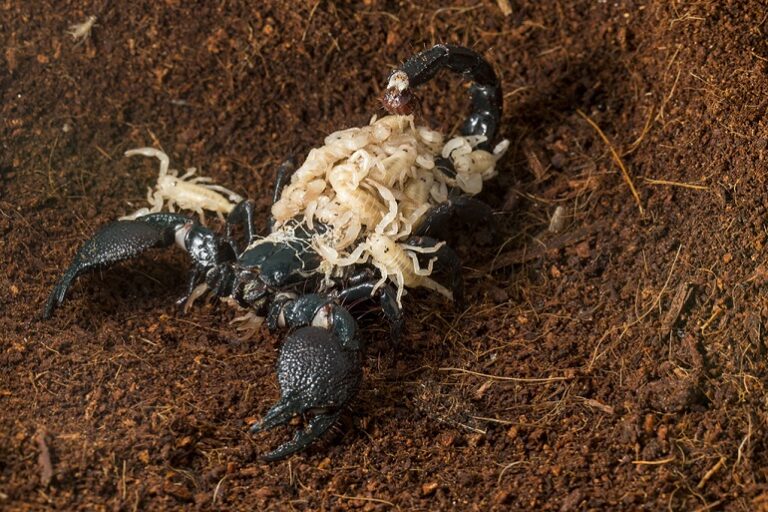 The Scorpion - An Overview Of The Feared Venomous Species