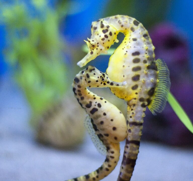 Swimming With The Seahorse: Discover Their Mystical Charisma - WAF