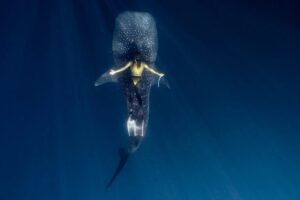 Overview Of The Enigmatic Whale Shark – The Largest Fish