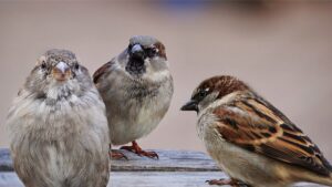 All About The Common Sparrows (Passer Domesticus)