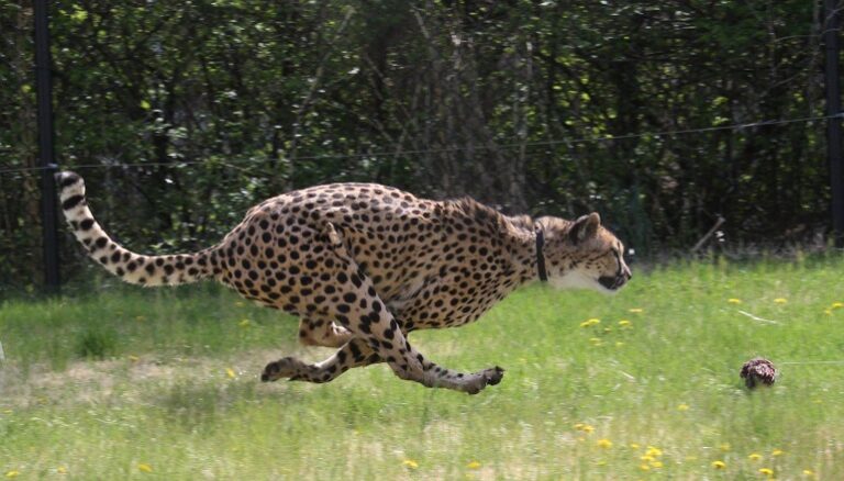 Get To Know Everything About The Magnificent Cheetah