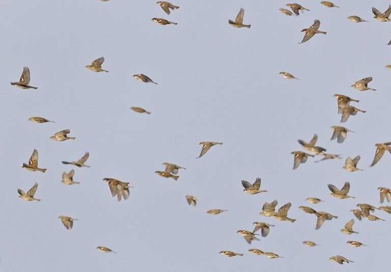 All About The Common Sparrows (Passer Domesticus)