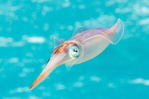 Amazing Facts About Squids - Everything You Need To Know!