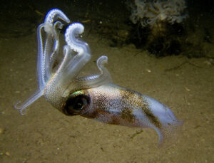 Amazing Facts About Squids - Everything You Need To Know!