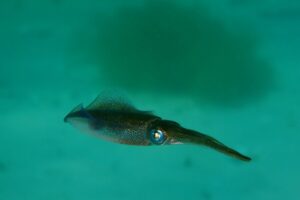 Amazing Facts About Squids - Everything You Need To Know!