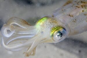 Amazing Facts About Squids - Everything You Need To Know!