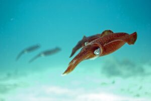 Amazing Facts About Squids - Everything You Need To Know!