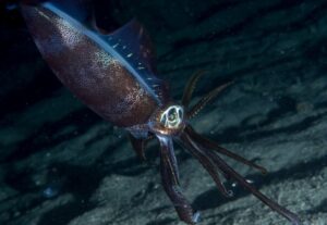 Amazing Facts About Squids - Everything You Need To Know!