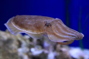 Amazing Facts About Squids - Everything You Need To Know!