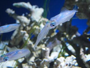 Amazing Facts About Squids - Everything You Need To Know!
