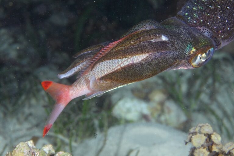 Amazing Facts About Squids - Everything You Need To Know!