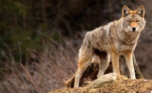 Coyote Animal Facts - Species, Behavior & Habitat.