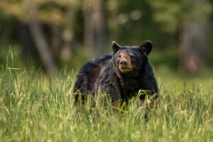 Black Bear - Classification, Behavior, Habitat, And More