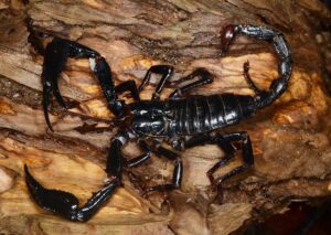 The Scorpion - An Overview Of The Feared Venomous Species