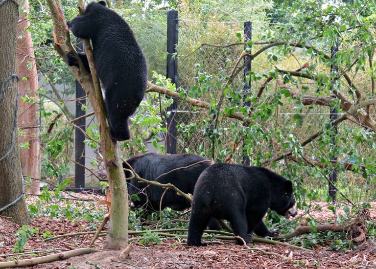 Black Bear - Classification, Behavior, Habitat, And More