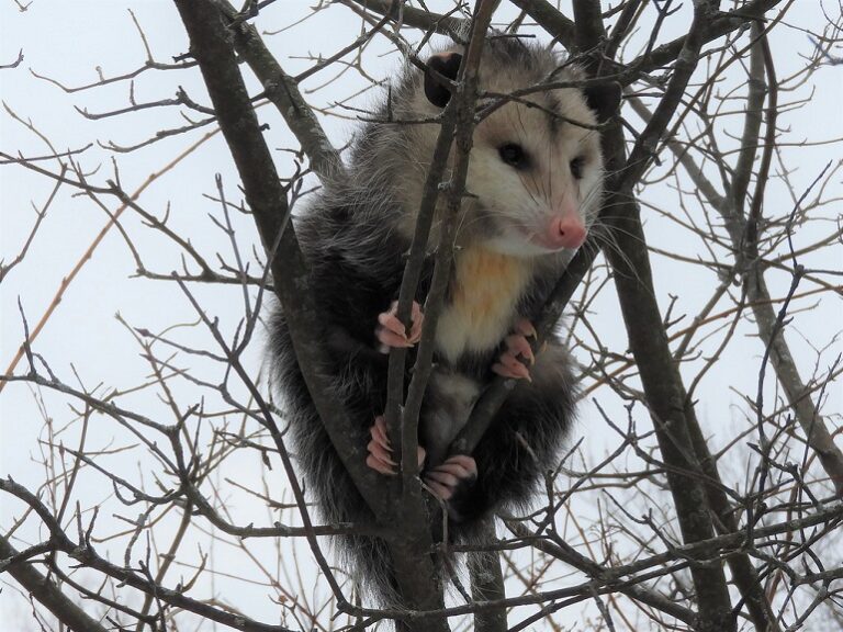Opossum - Habitat, Classification, Types, And More