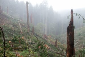 Devastating Deforestation Statistics: Impact Of Forest Loss
