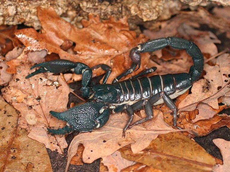 The Scorpion - An Overview Of The Feared Venomous Species