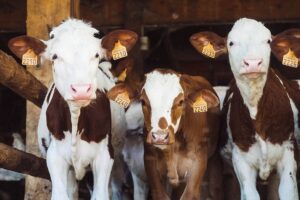 What Is Veal? The Dark Truth Behind This Controversial Meat