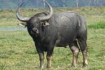 Water Buffalo - History & Unique Characteristics Explained