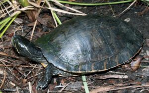 Exploring North American Animals: Must-See Wildlife