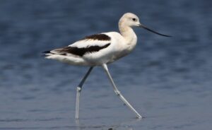 Exploring North American Animals: Must-See Wildlife